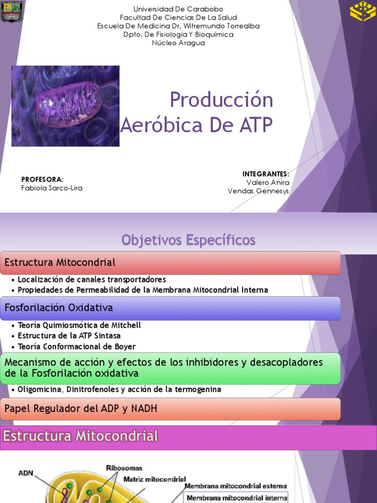 Producción Aeróbica de ATP | PDF | Mitocondria | Biomoléculas