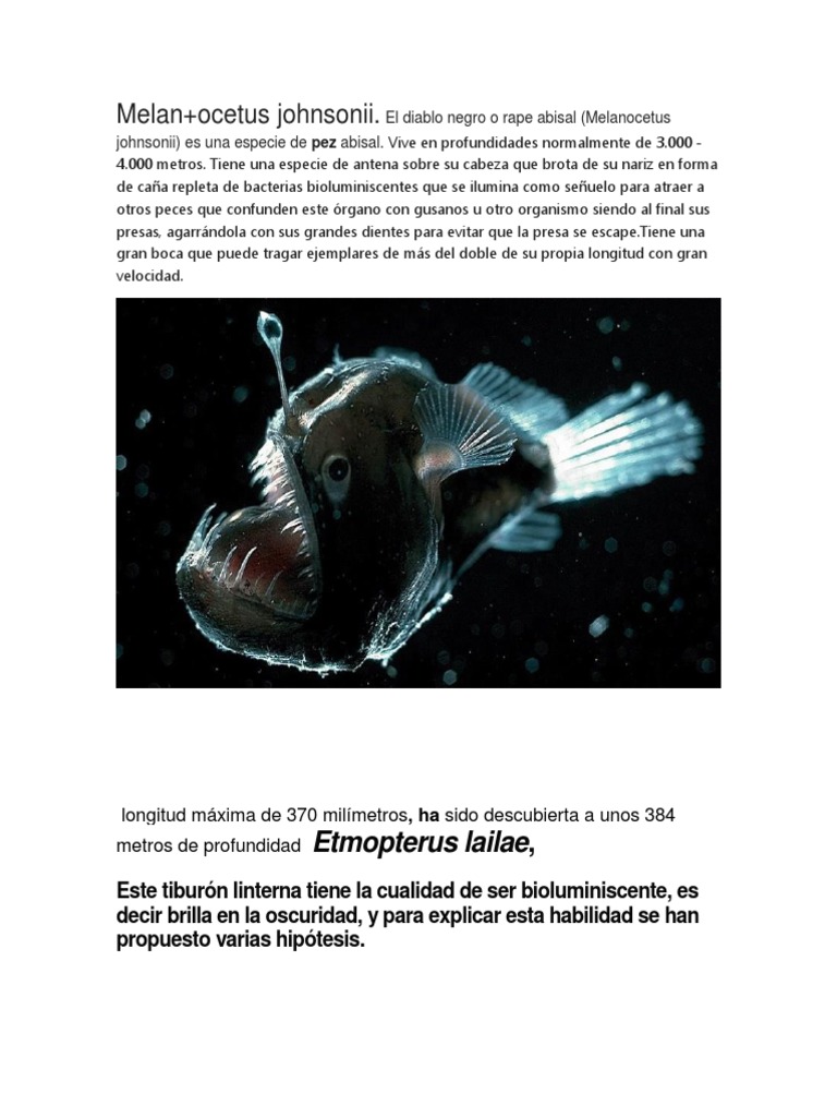 Melanocetus Johnsonii | PDF