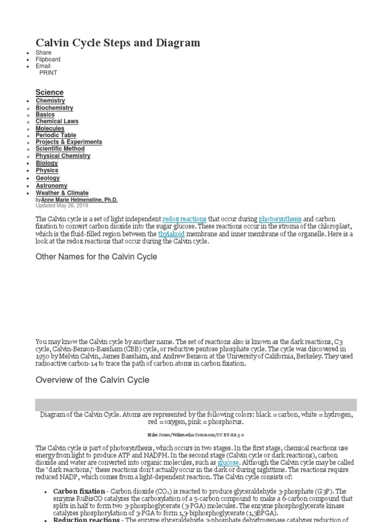 Calvin Cycle Steps and Diagram | PDF | Photosynthesis | Biotechnology
