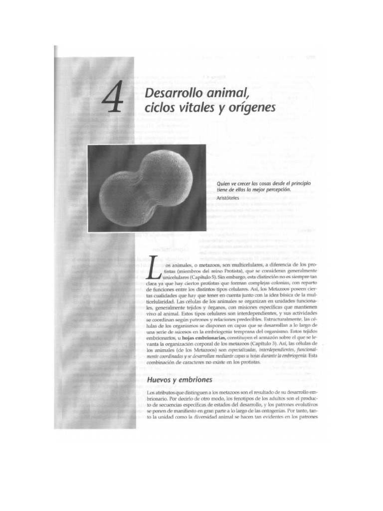 Capitulo 4 Desarrollo Animal, Ciclos Vitales y Orígenes PDF | PDF