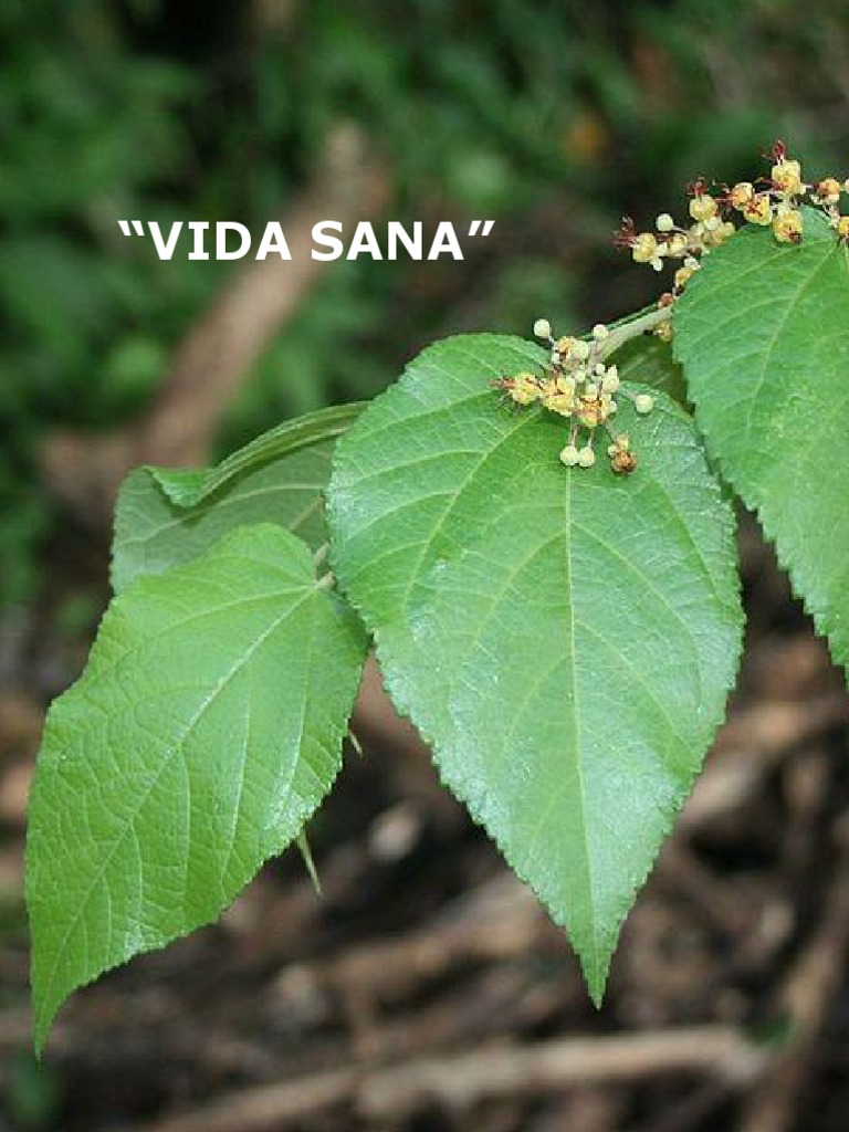 Caulote Original 1 | PDF | Bienestar | Medicina