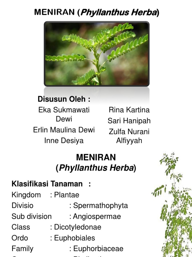 MENIRAN (Phyllanthus Urinaria Linn) | PDF