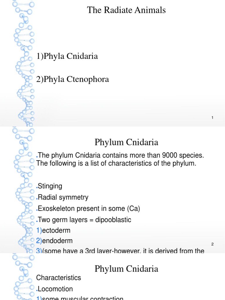 The Radiate Animals: 1) Phyla Cnidaria 2) Phyla Ctenophora | PDF ...