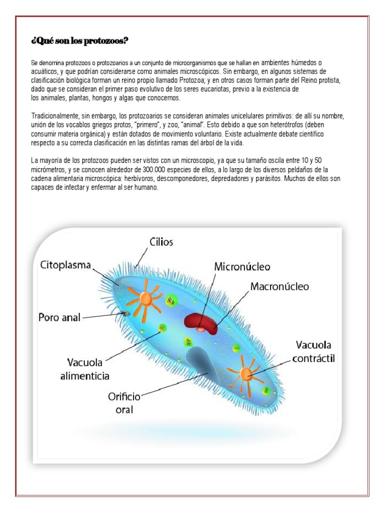 Qué Son Los Protozoos | Descargar gratis PDF | Protozoos | Microbiología