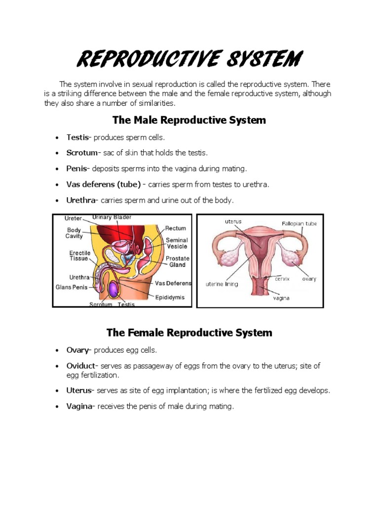 Biology | PDF | Human Body | Reproductive System
