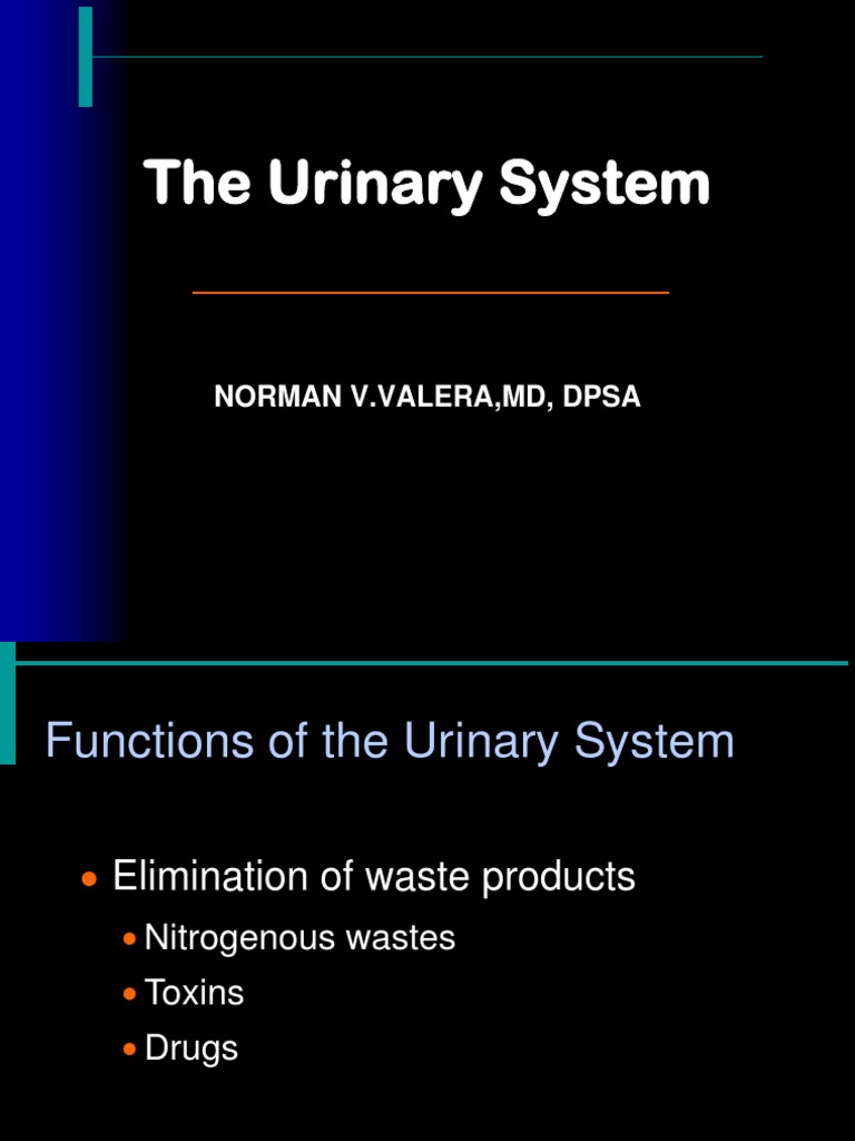 11 Urinary System | PDF | Kidney | Anatomy