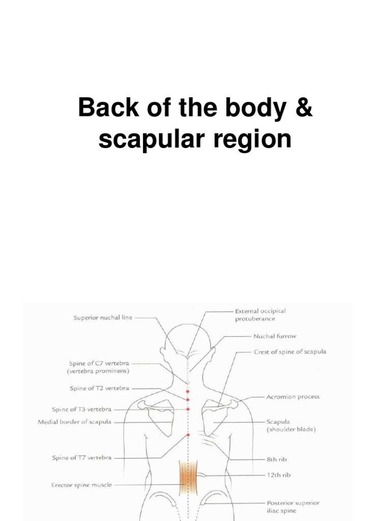 BACK and Scapular Region | PDF | Arm | Vertebral Column