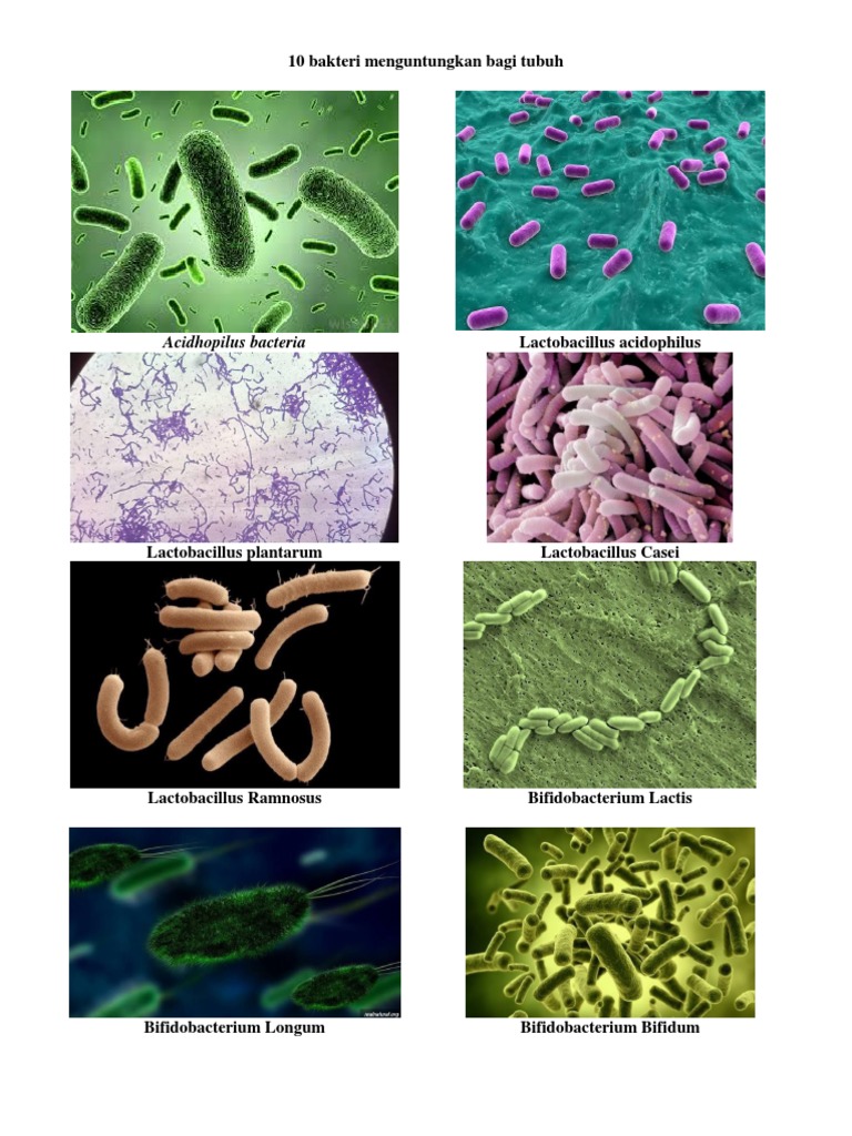 10 Bakteri Menguntungkan Bagi Tubuh | PDF