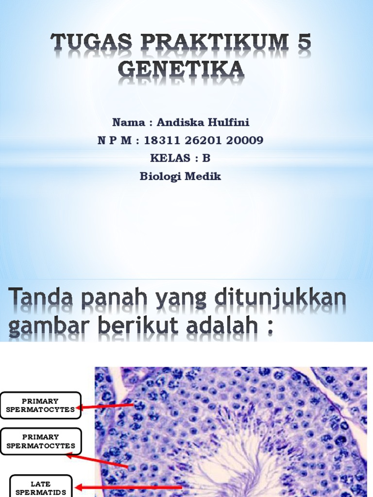 Tugas Praktikum 5 Genetika | PDF