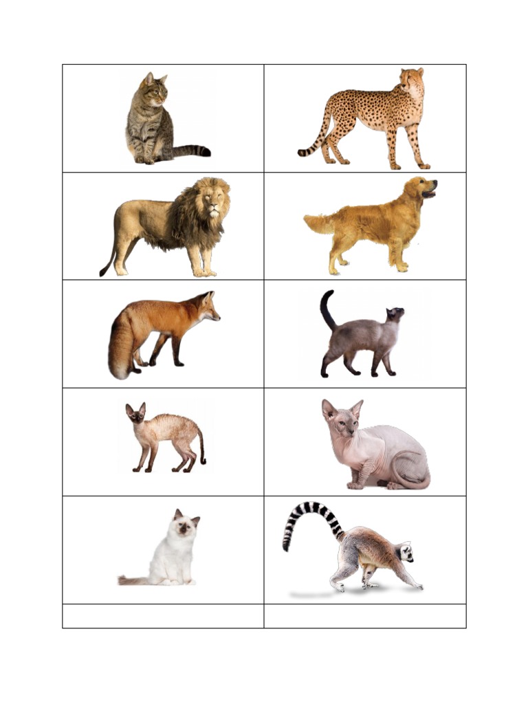 Cat Breeds Flashcards | PDF