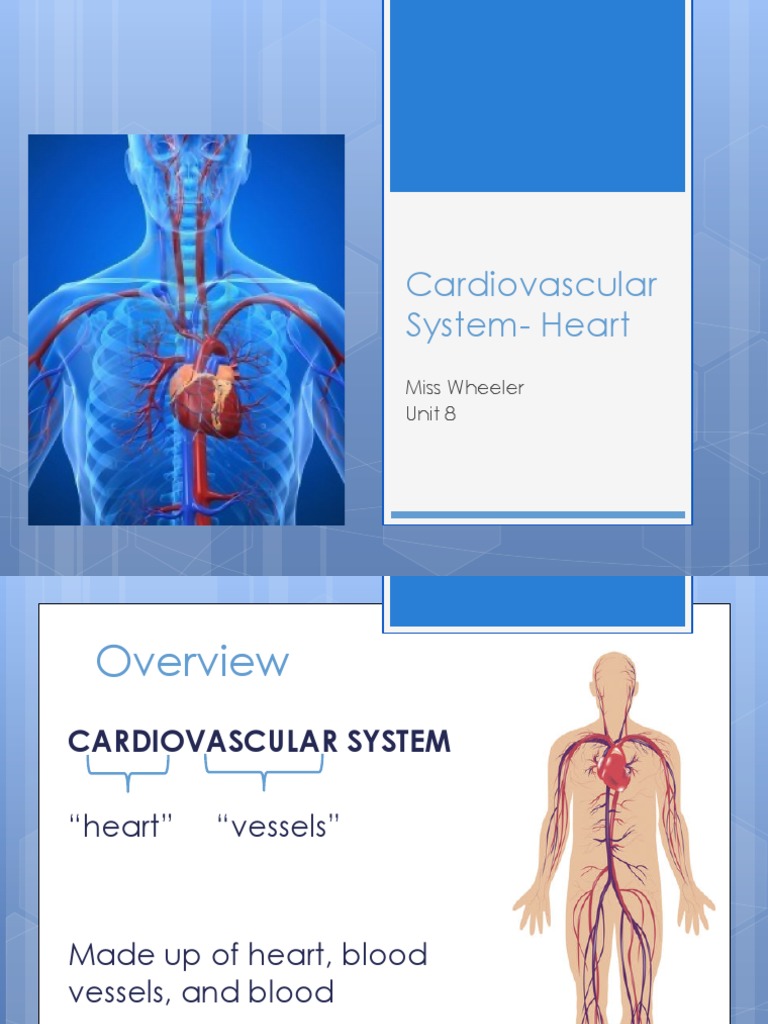 Cardio NOTES PDF | PDF | Heart Valve | Heart