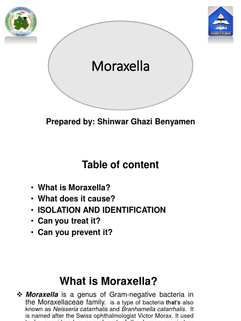 Moraxella: Prepared By: Shinwar Ghazi Benyamen | PDF | Bronchitis | Pneumonia