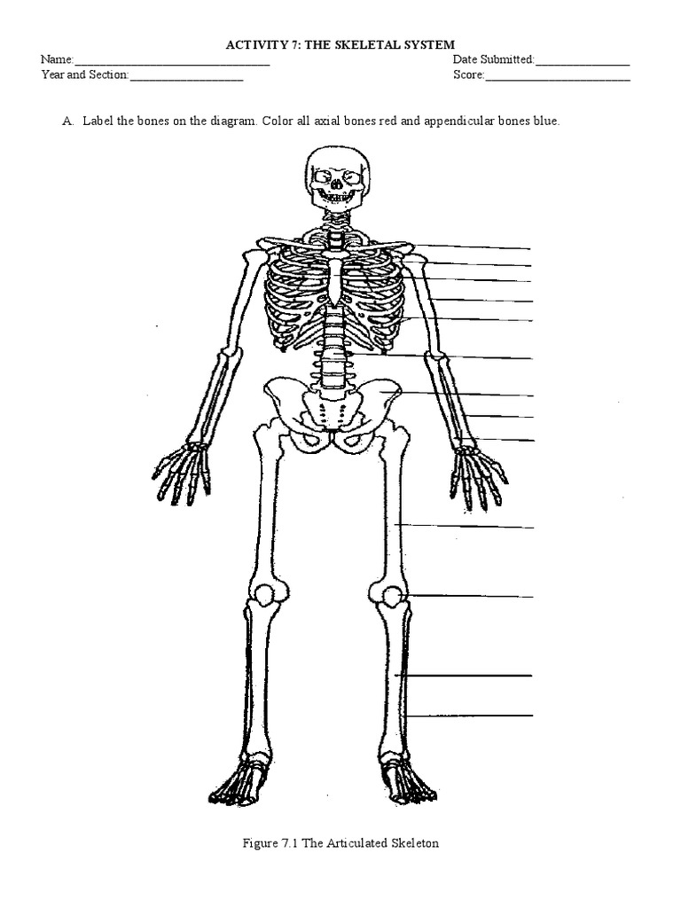Skeletal System Labeling Activity | PDF | Skeleton | Anatomy
