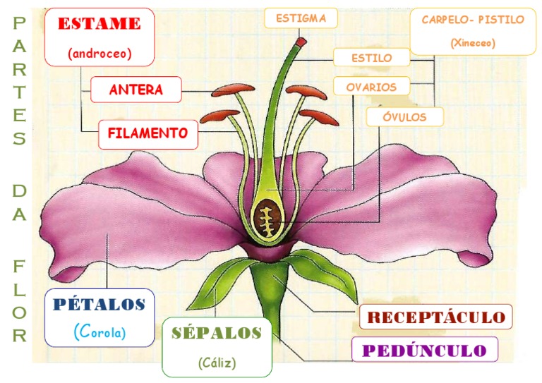 Partes Da Flor | PDF