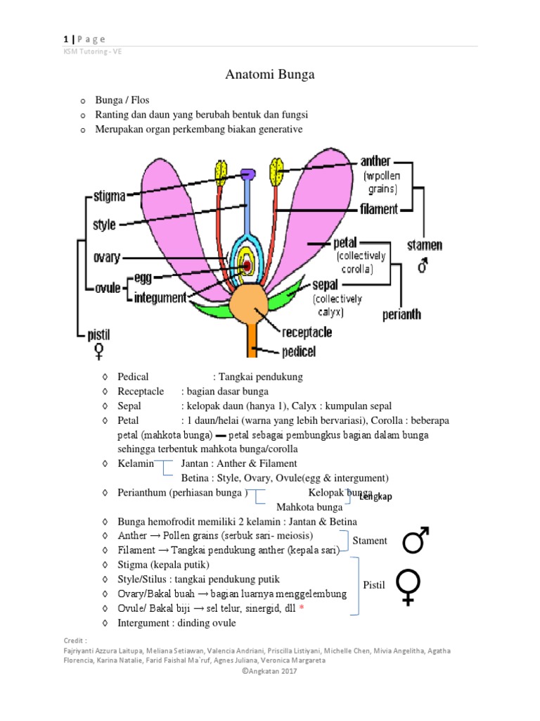 Rangkuman Anatomi Bunga PDF | PDF