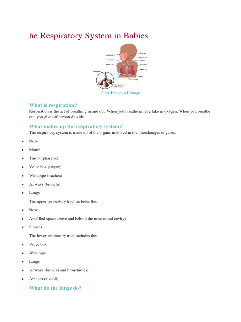 Understanding Baby Respiratory Health | PDF | Respiratory Tract | Lung