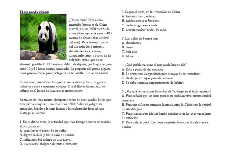 Lectura Comprensiva Los Osos | PDF | Panda gigante | Osos