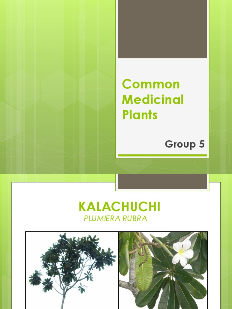 Medicinal Uses and Preparations of Common Philippine Plants Such as ...