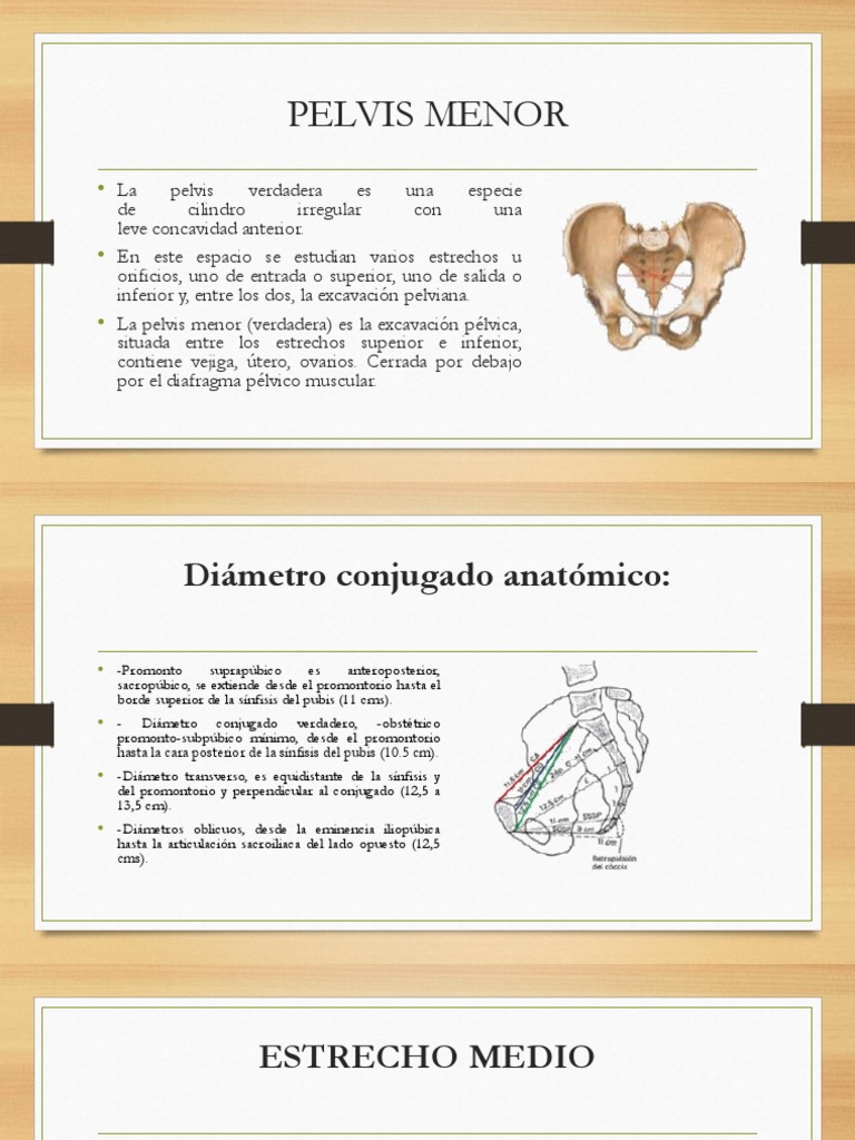 Pelvis Menor | PDF | Pelvis | Sistema esquelético