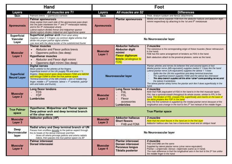 Hand and Foot Anatomy | PDF | Hand | Thumb