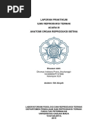 Anatomi Organ Reproduksi Sapi Betina | PDF