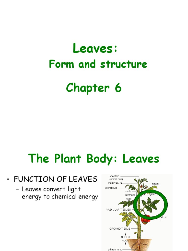Leaf Structure | PDF | Stoma | Leaf