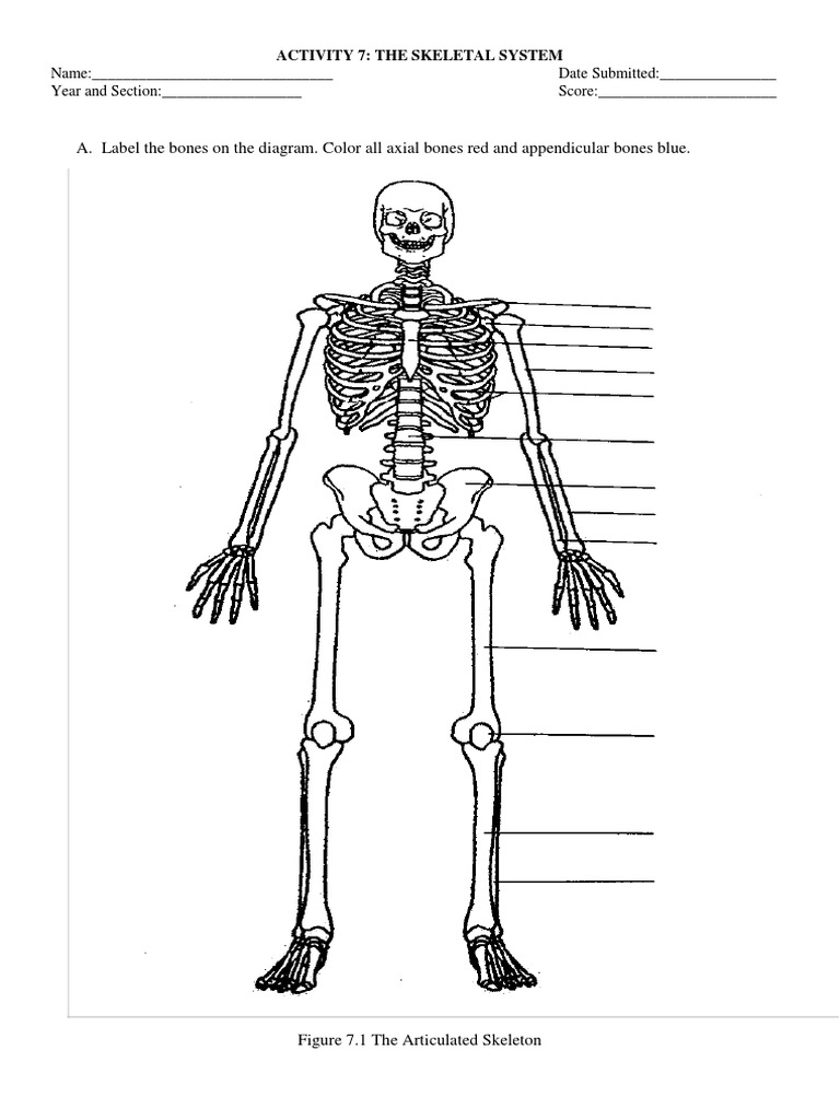 Activity 7. The Skeletal System | PDF | Skeleton | Anatomy