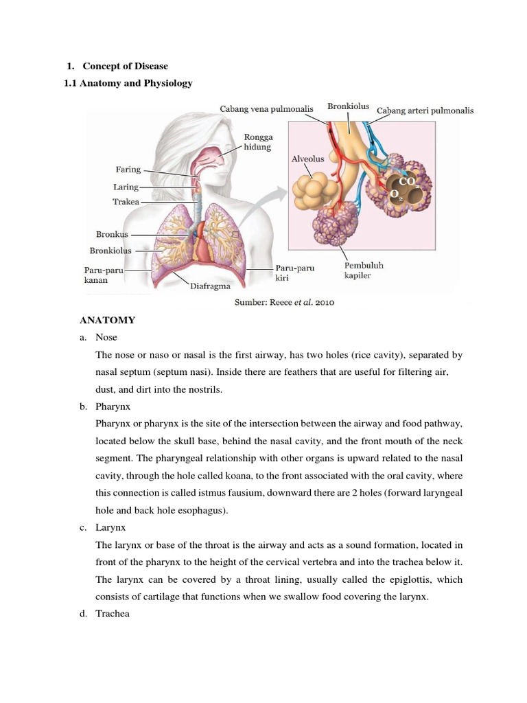 Concept of Disease 1.1 Anatomy and Physiology | PDF | Respiratory Tract ...