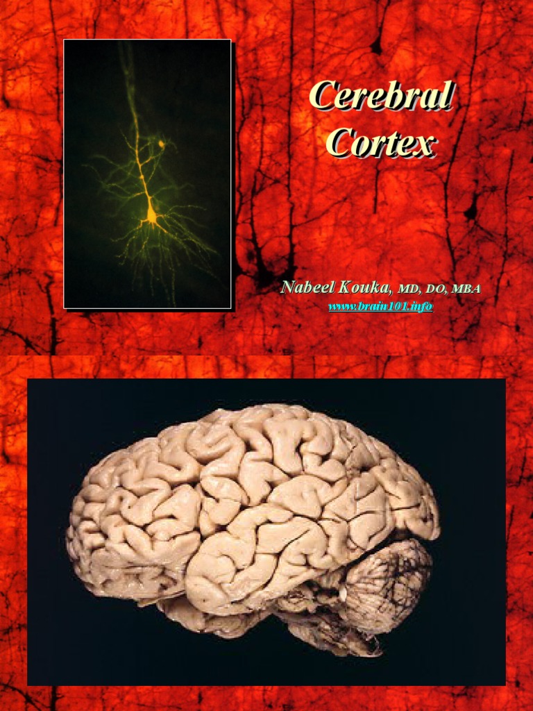 Cerebral Cortex | PDF | Lateralization Of Brain Function | Striatum