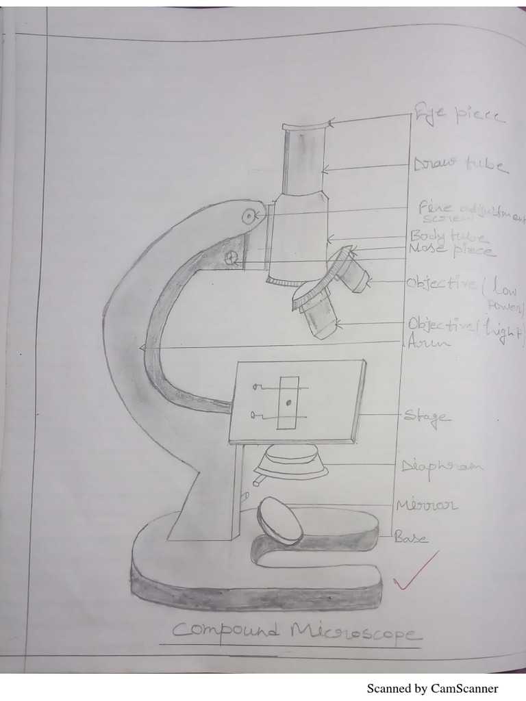 Fungi Practical | PDF