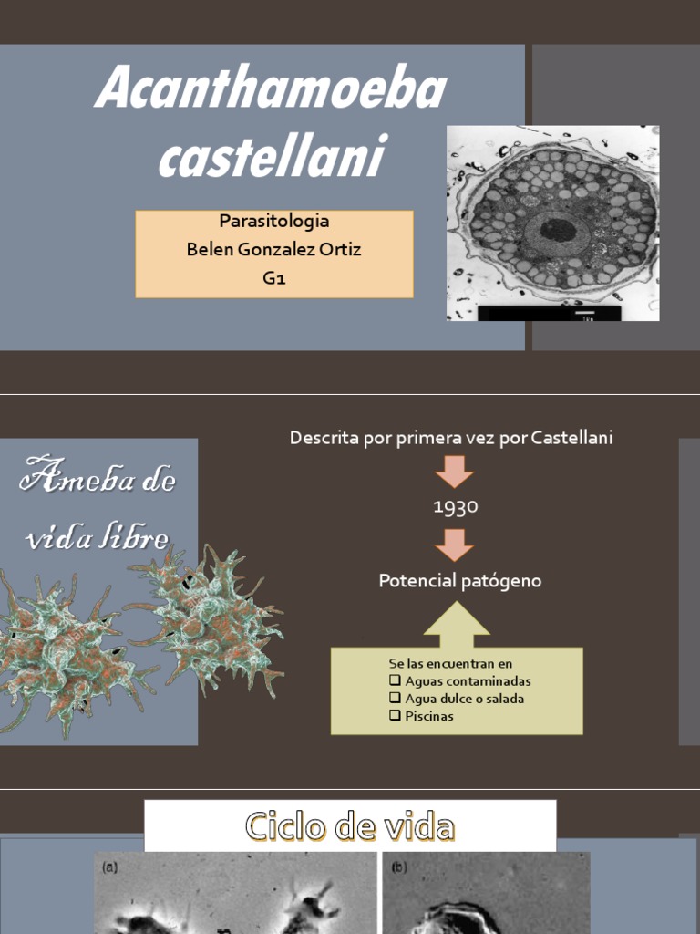 Acanthamoeba Castellani | PDF