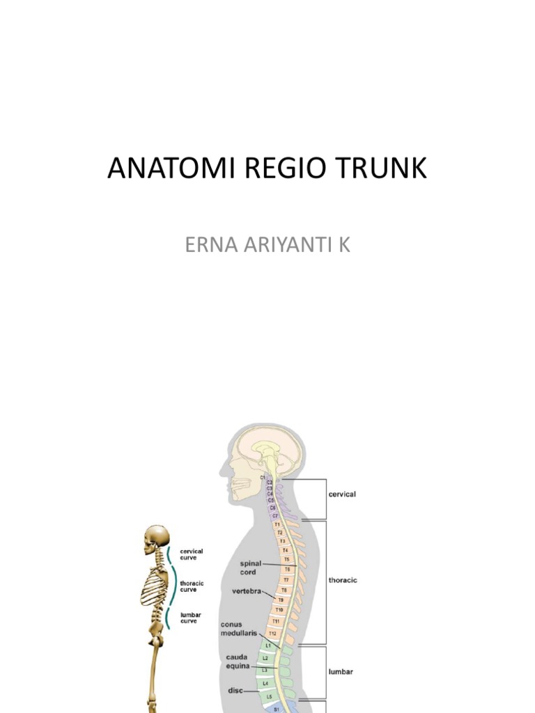Anatomi Regio | PDF | Abdomen | Vertebral Column