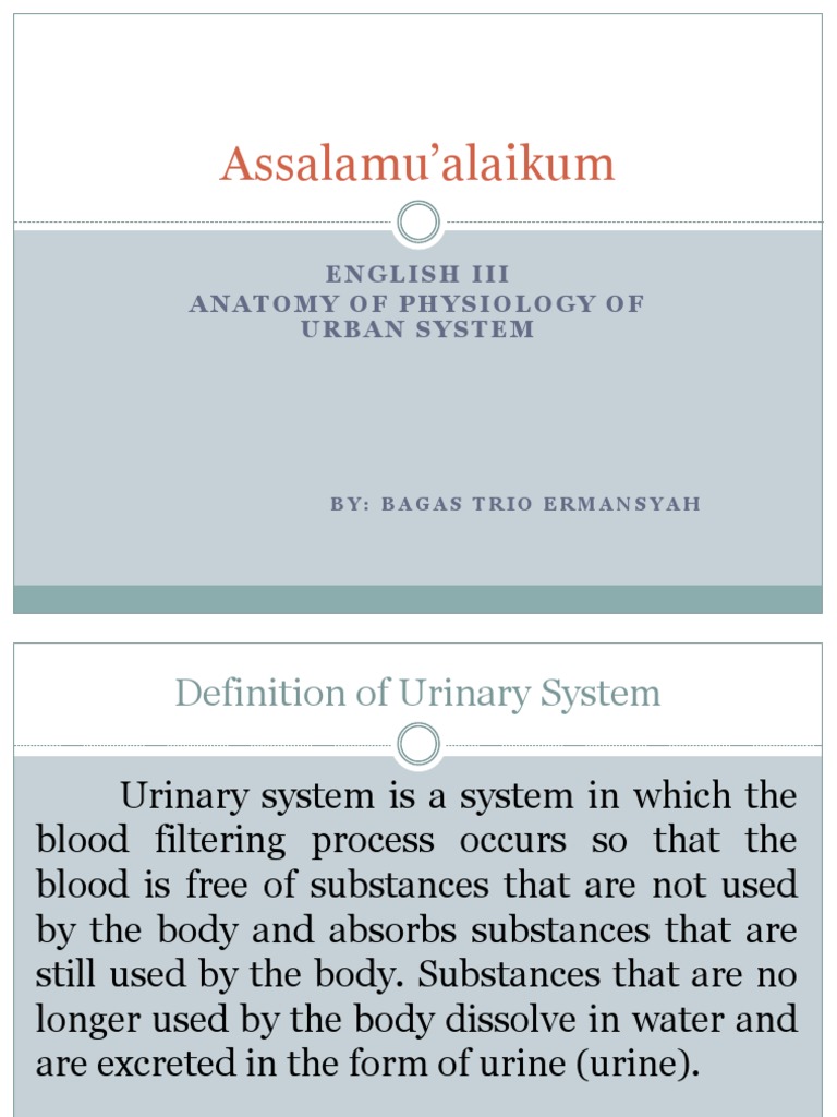 The Anatomy and Physiology of the Urinary System: A Comprehensive Look ...