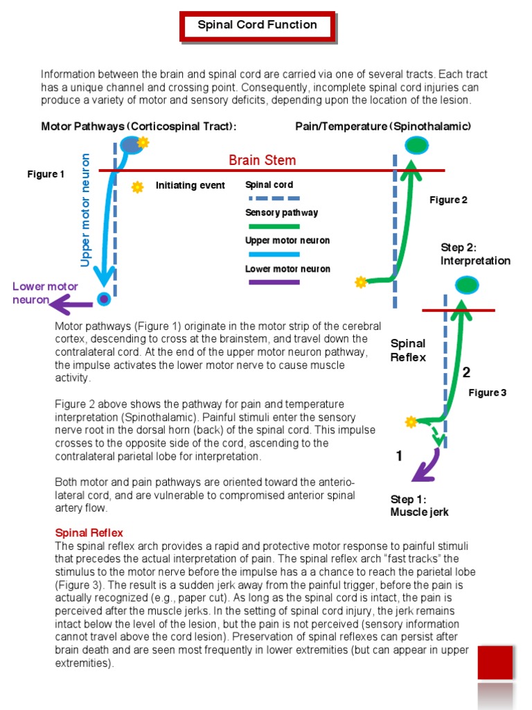 Spinal Cord Testing | PDF | Spinal Cord | Motor Neuron