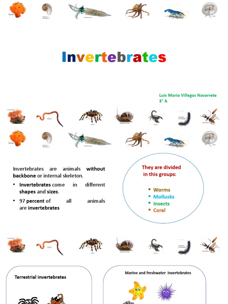 Luis Mario Villegas Navarrete 3° A | PDF | Invertebrate | Skeleton