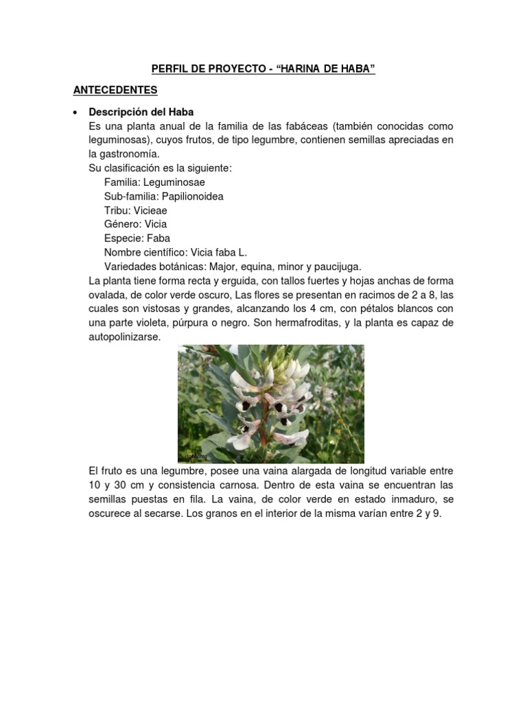 Proyecto de Elaboración de Harina de Haba | PDF | Legumbre | Alimentos