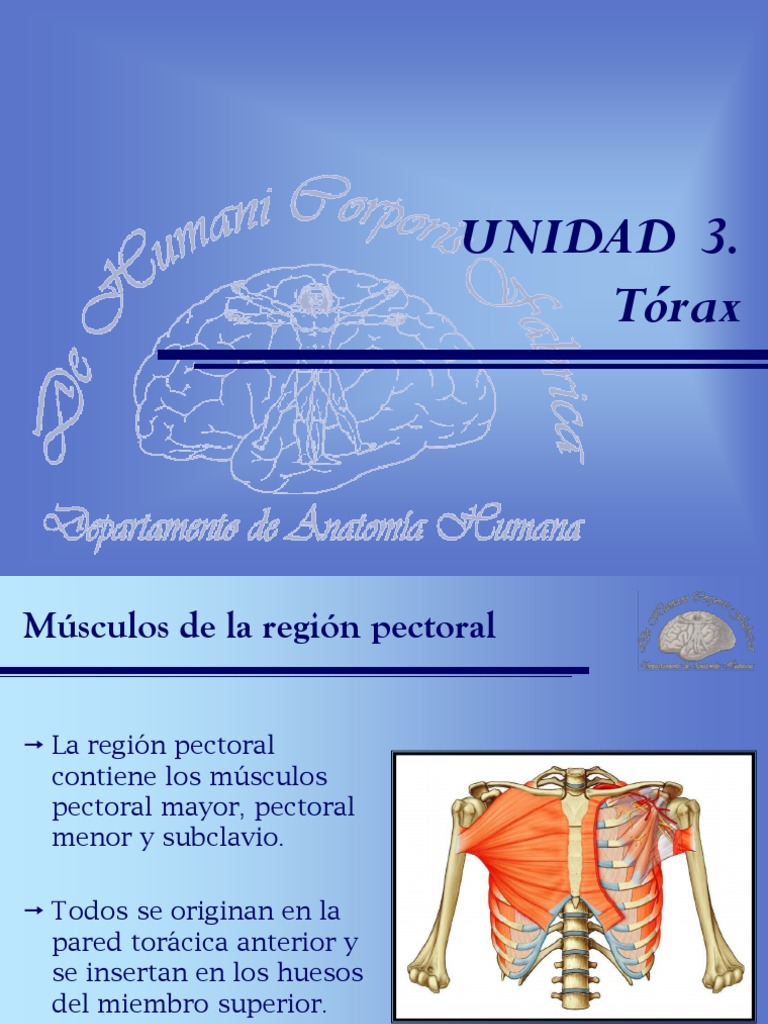 12-13 Tórax. Músculos de La Región Pectoral | PDF | Tórax | Articulación