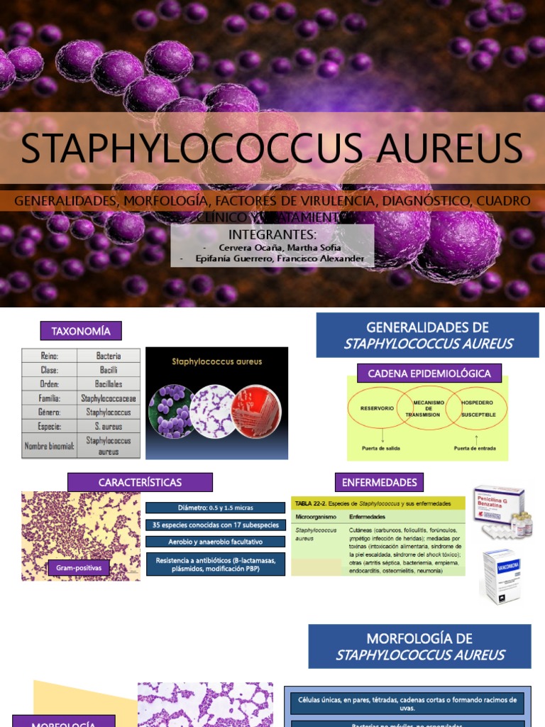 Staphylococcus Aureus | PDF | Staphylococcus Aureus | Patologia clinica