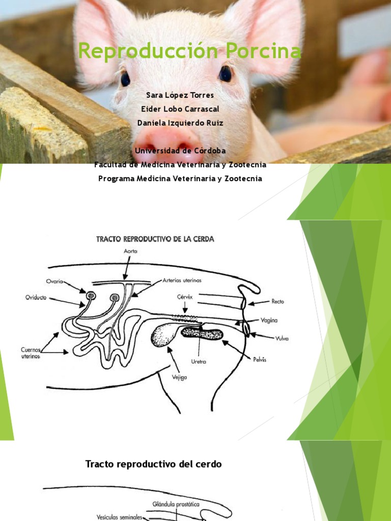 Reproducción Porcina | PDF | Semen | Reproducción sexual