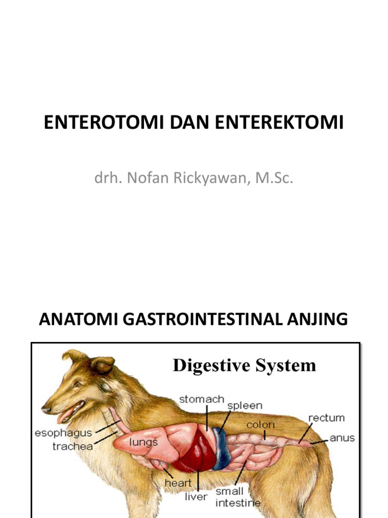 Enterotomi Dan Enterektomi | PDF