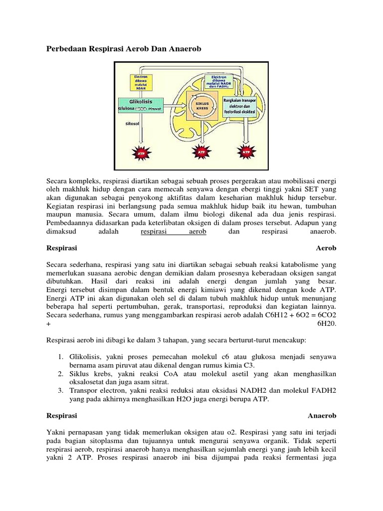 Perbedaan Respirasi Aerob Dan Anaerob | PDF