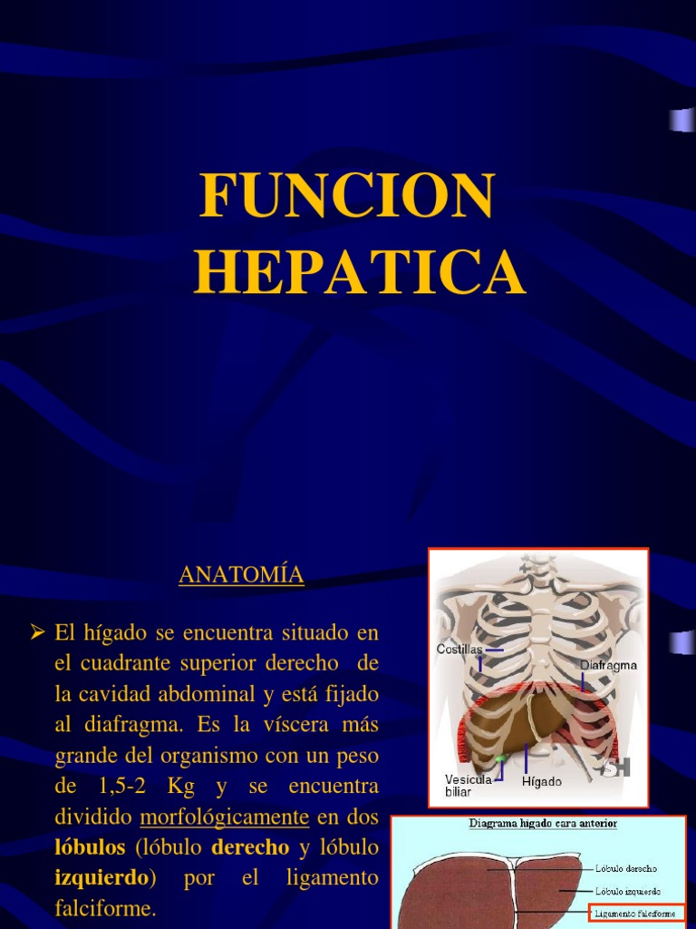 Funcion Hepatica | PDF | Transaminasa | Hepatitis