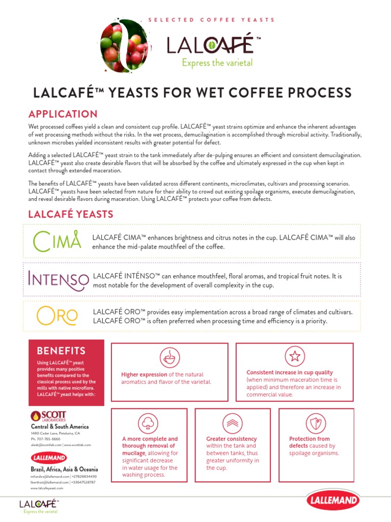 C Process | PDF | Coffee | Yeast
