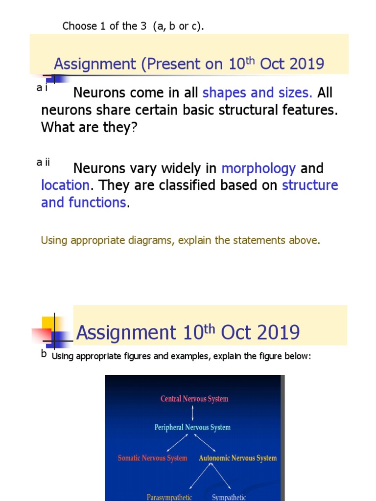 The Basic Structural Features of Neurons and Their Classification Based ...
