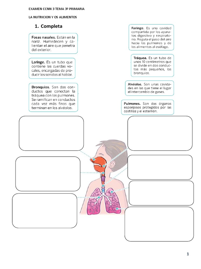 LA NUTRICION 3 PRIMARIA