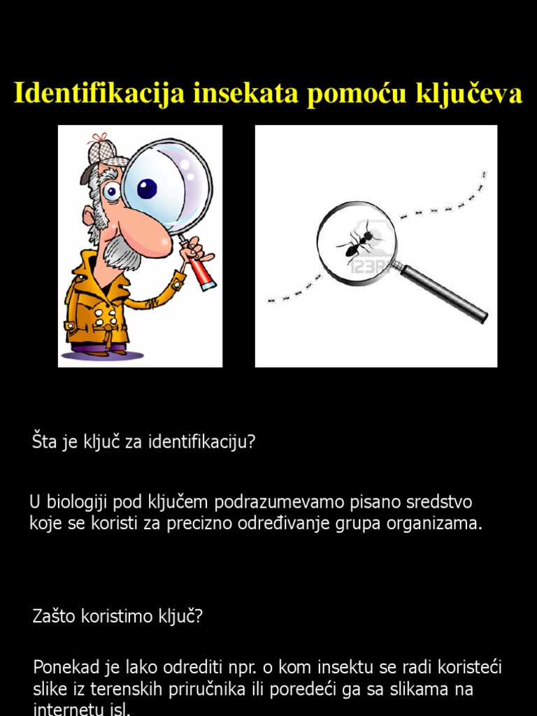 Identifikacija Insekata | PDF
