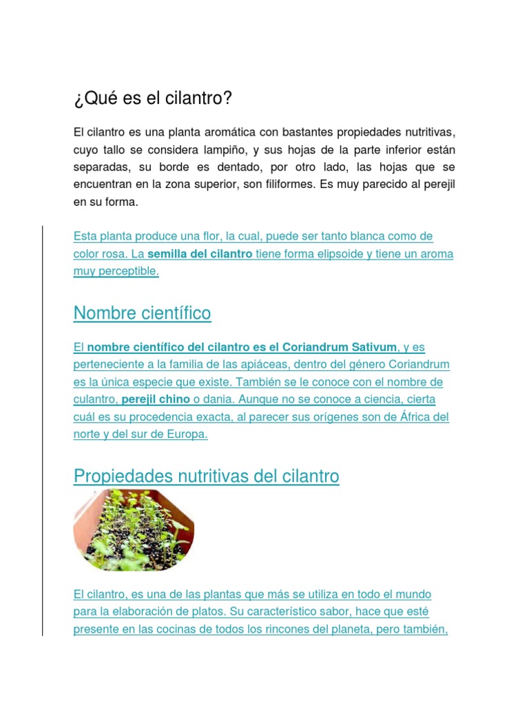 Qué Es El Cilantro | PDF | Cilantro | Siembra