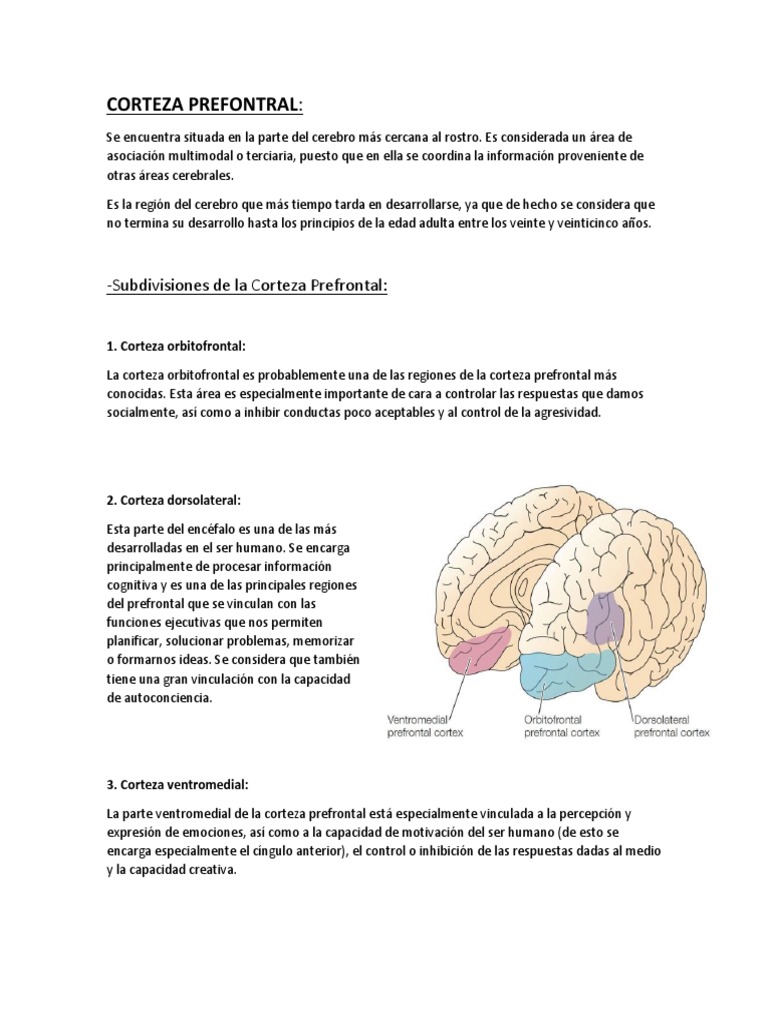 Corteza Prefontral:: -Subdivisiones de la Corteza Prefrontal | Corteza ...