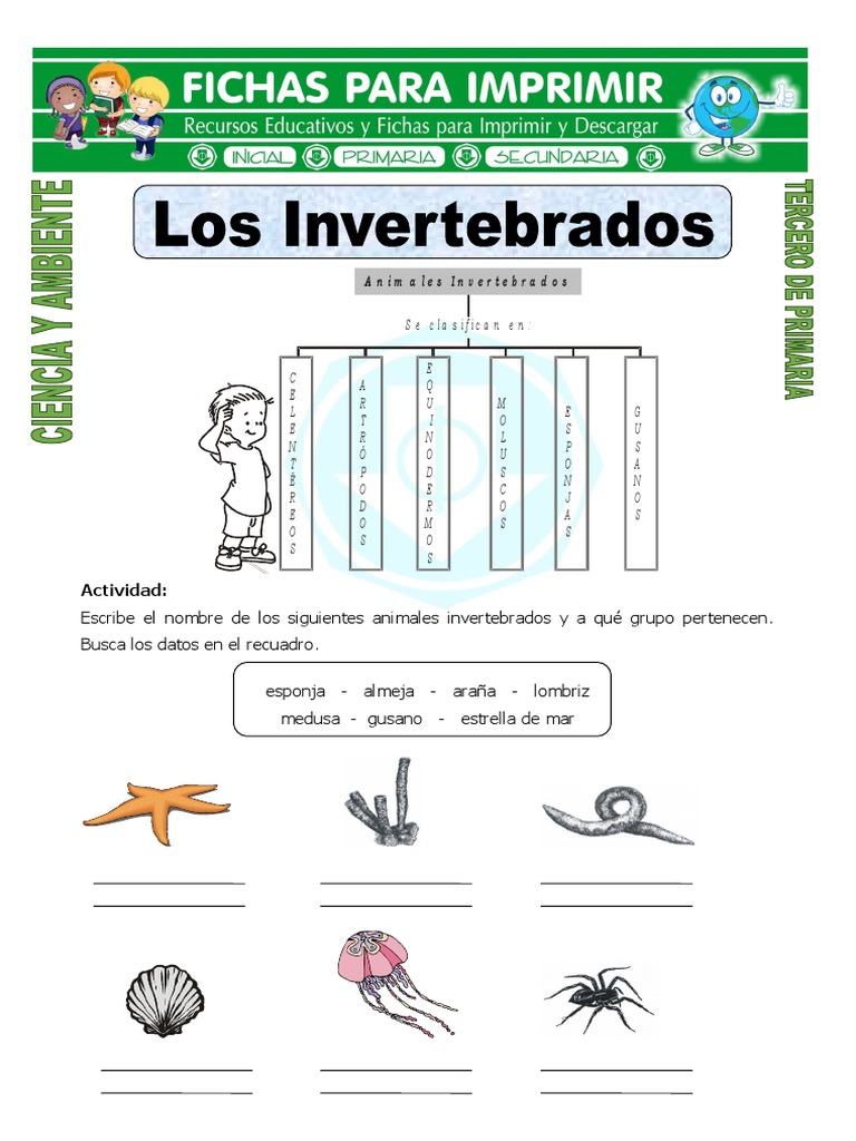 Ficha de Los Invertebrados para Tercero de Primaria | PDF