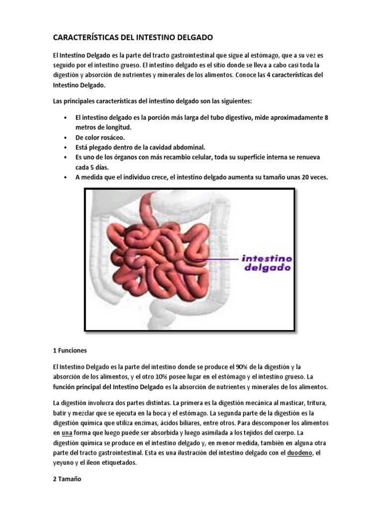 Características y funciones del intestino delgado | PDF | Intestino ...